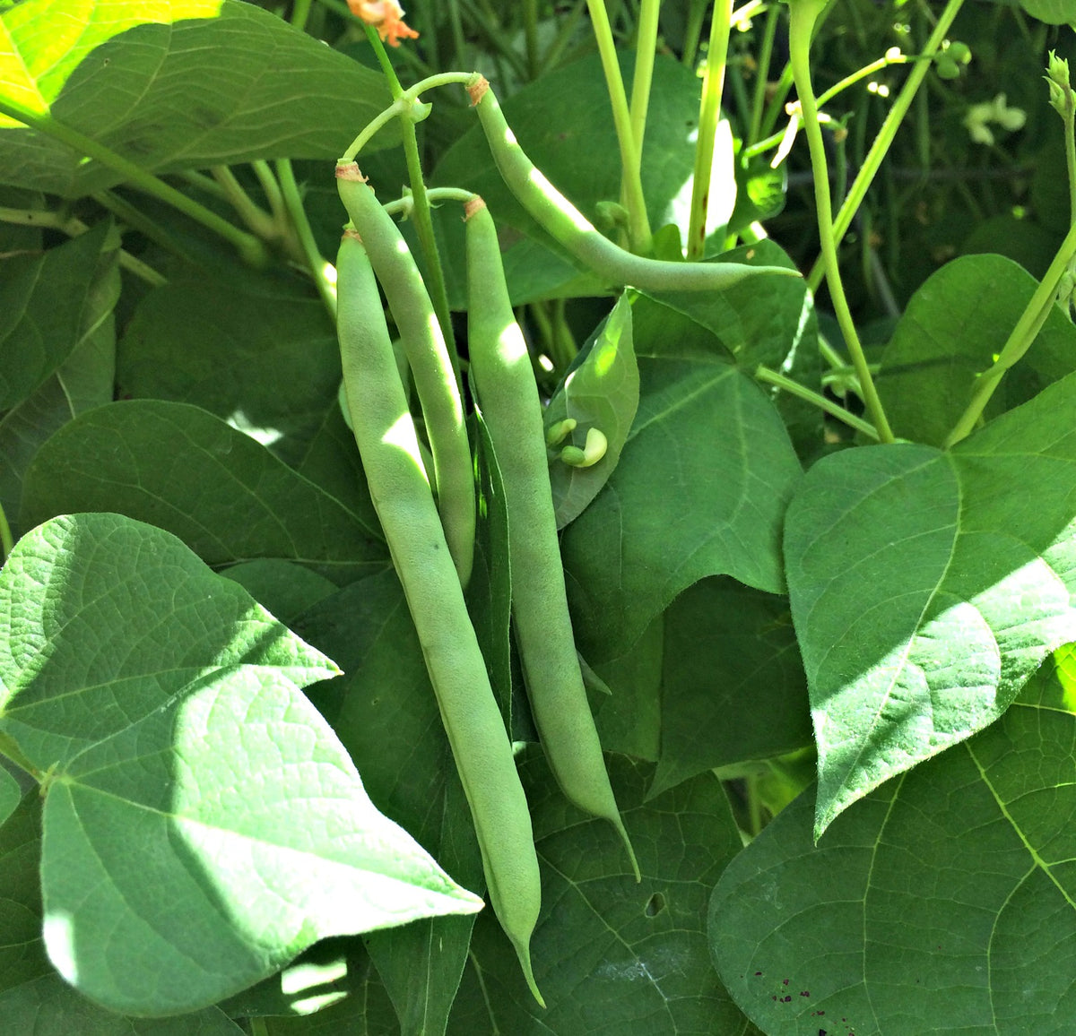 BEANS – Frontier Seeds