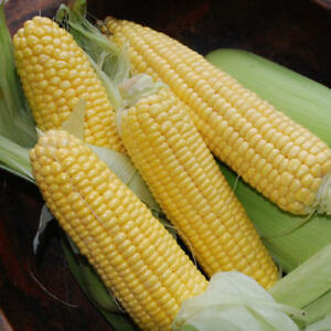 CORN – Frontier Seeds
