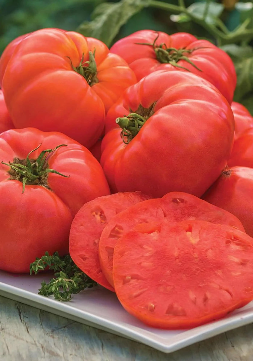 TOMATO RED BEEFSTEAK – Frontier Seeds