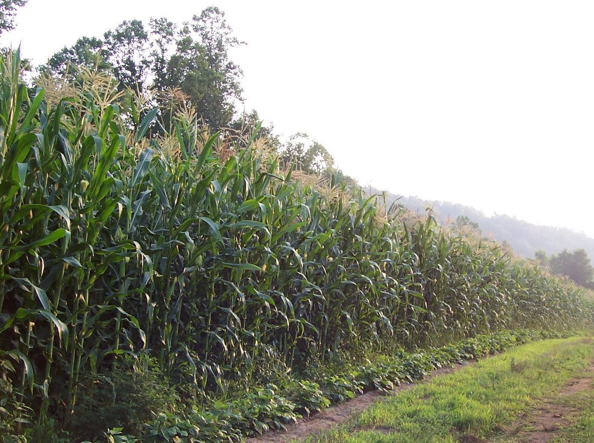 CORN BOONE COUNTY WHITE – Frontier Seeds