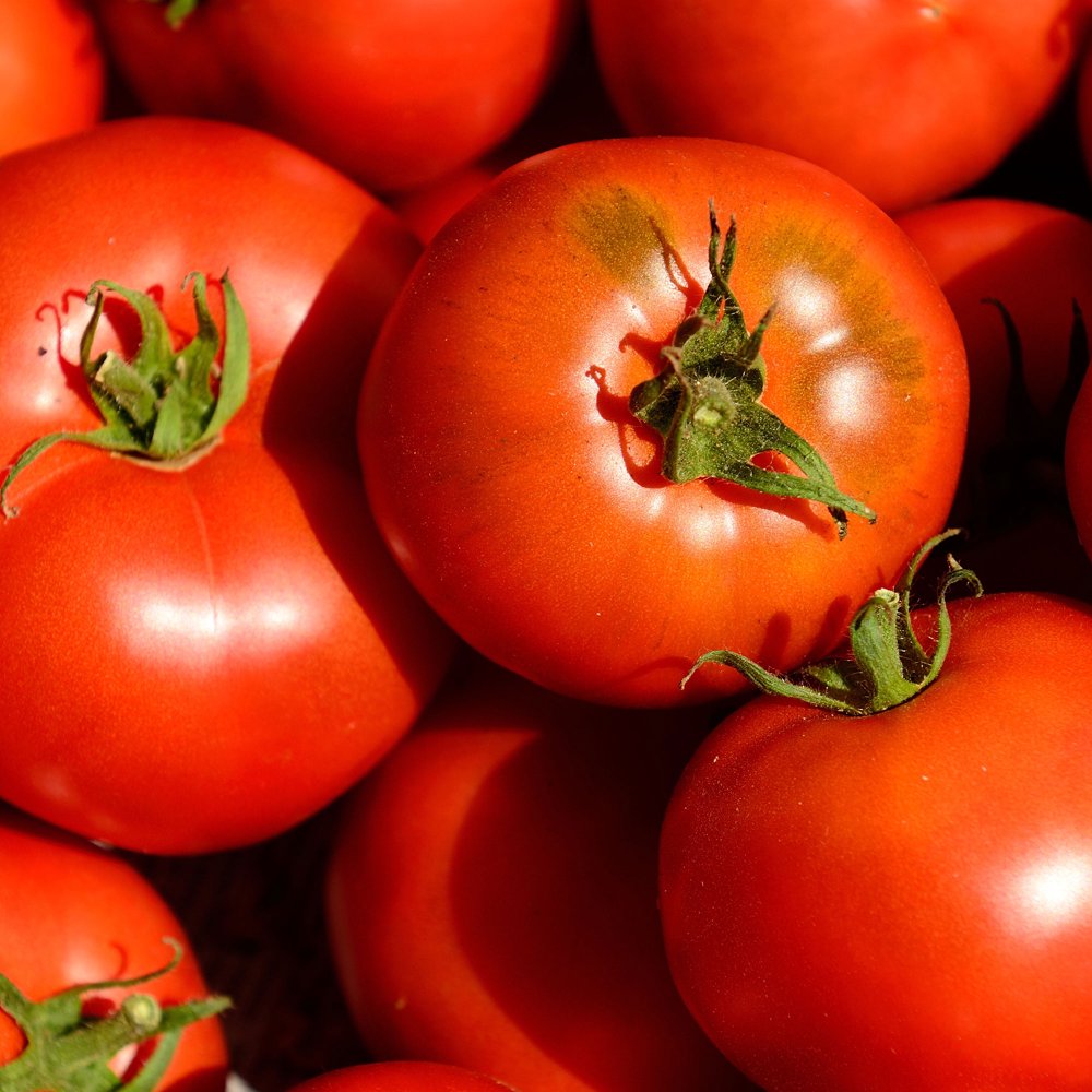 TOMATO CAL ACE VF – Frontier Seeds