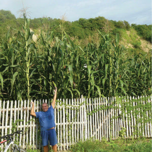 CORN HICKORY KING WHITE – Frontier Seeds